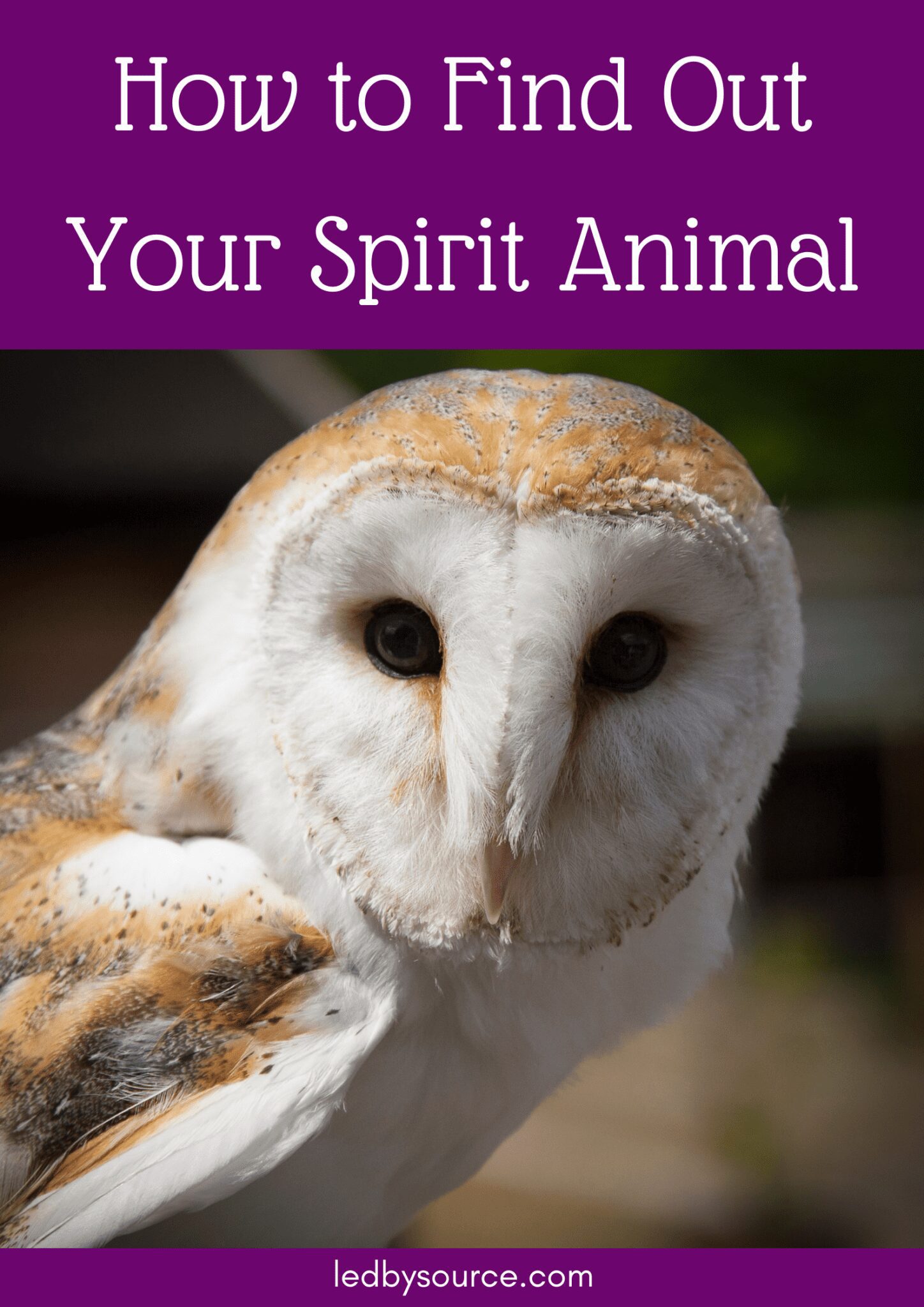 How to Find Out Your Spirit Animal - Ledbysource